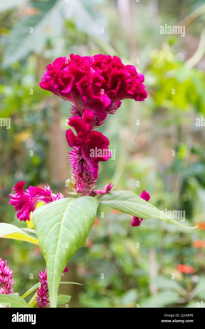 Salpiglossis sinuate hi-res stock photography and images - Alamy
