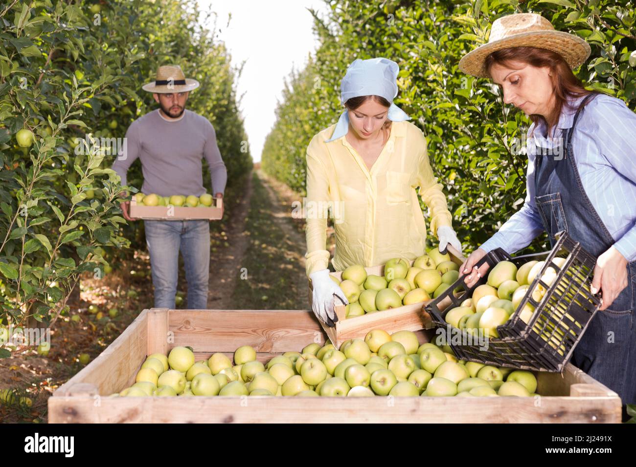 Seasonal workers harvesting apples in hi-res stock photography and ...