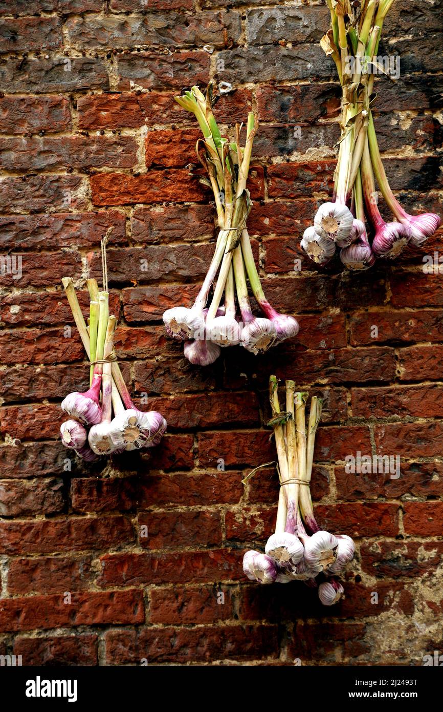 Hanging garlic hi-res stock photography and images - Alamy