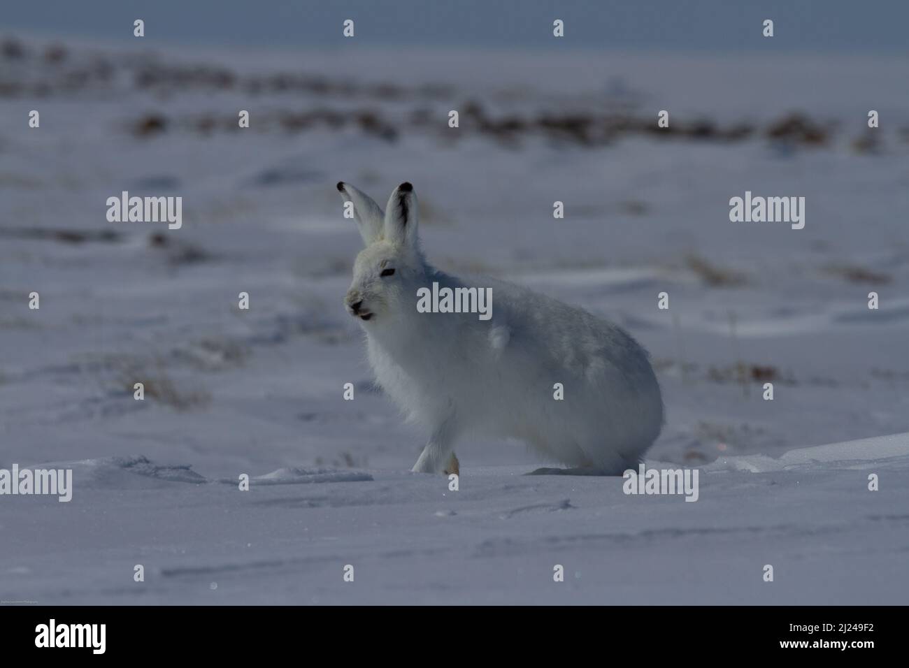 Hare jump hi-res stock photography and images - Alamy