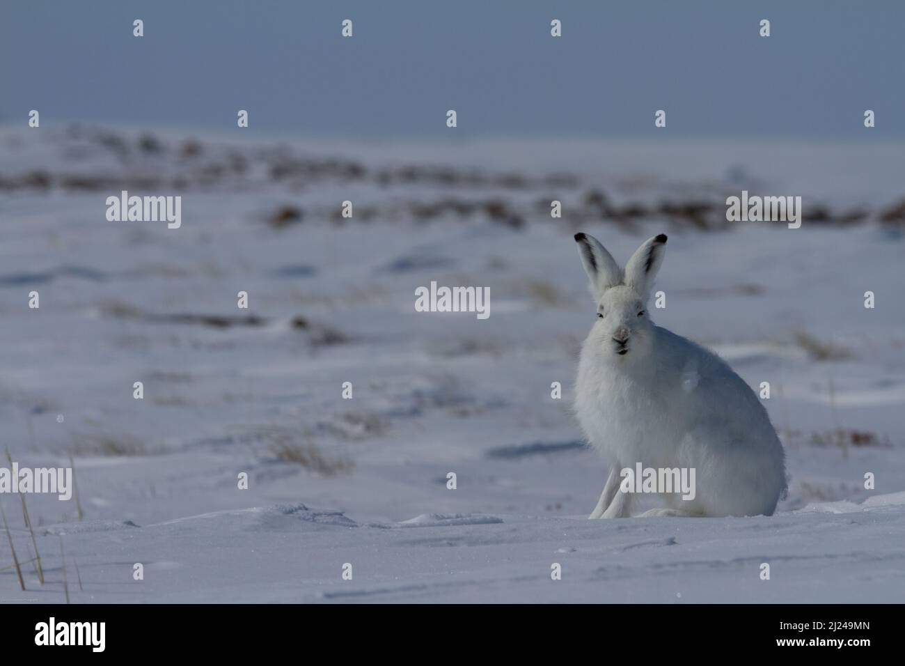 Arctic hare, Lepus arcticus, sitting on snow with ears pointing up and ...