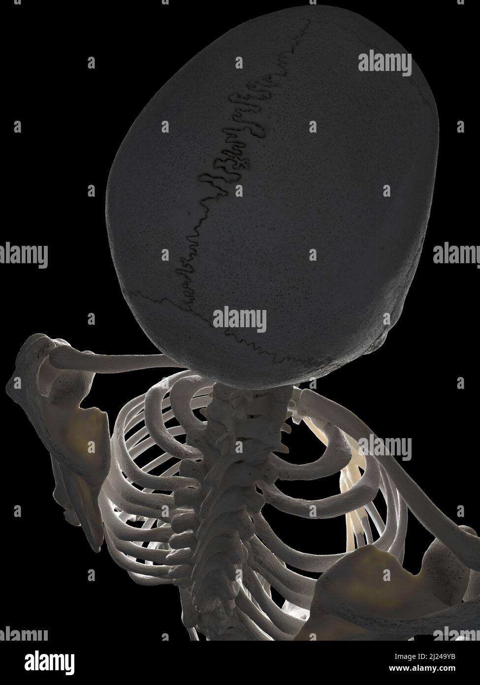 Cervical spine, illustration Stock Photo - Alamy