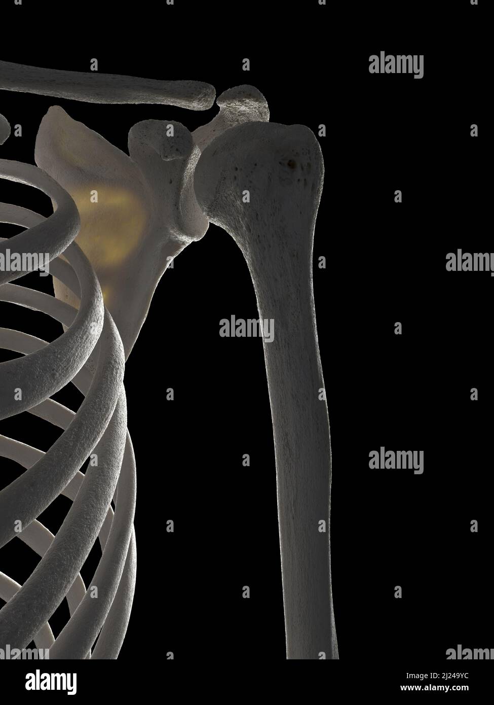 Shoulder bones, illustration Stock Photo - Alamy
