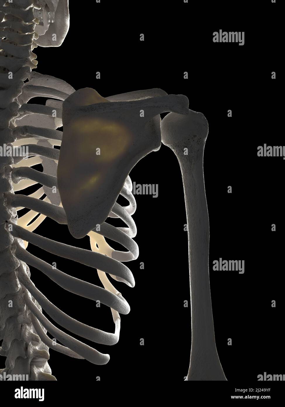 Shoulder bones, illustration Stock Photo - Alamy