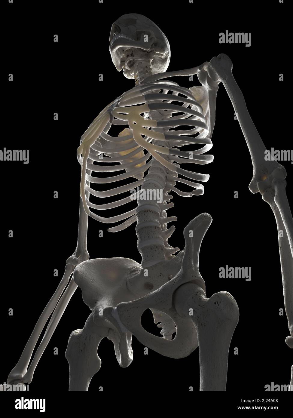 Human skeleton, illustration Stock Photo - Alamy