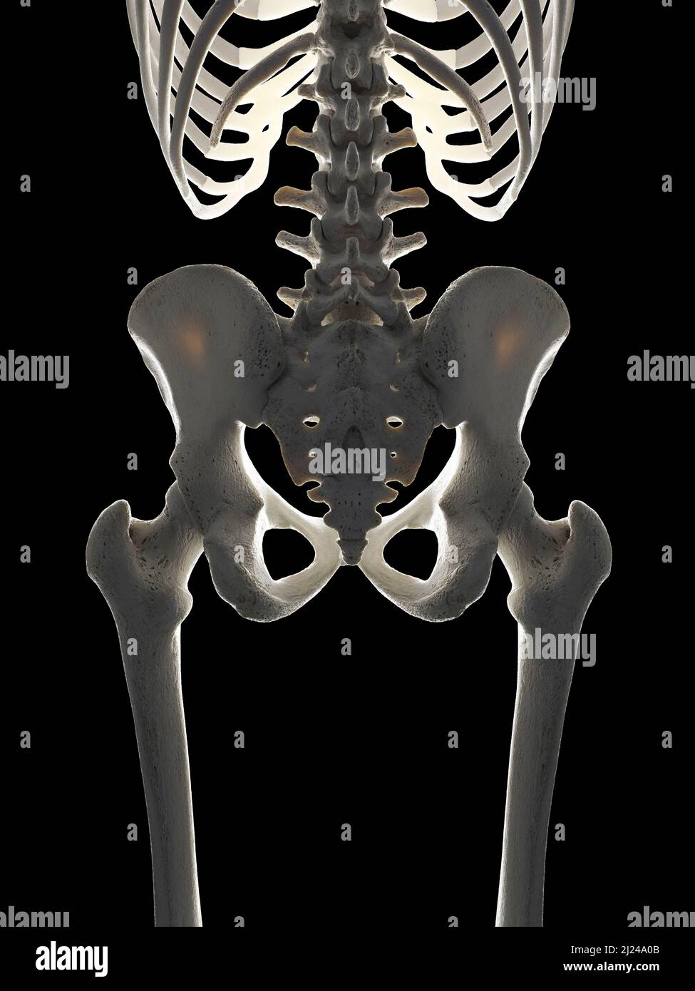 Hip bones, illustration Stock Photo - Alamy