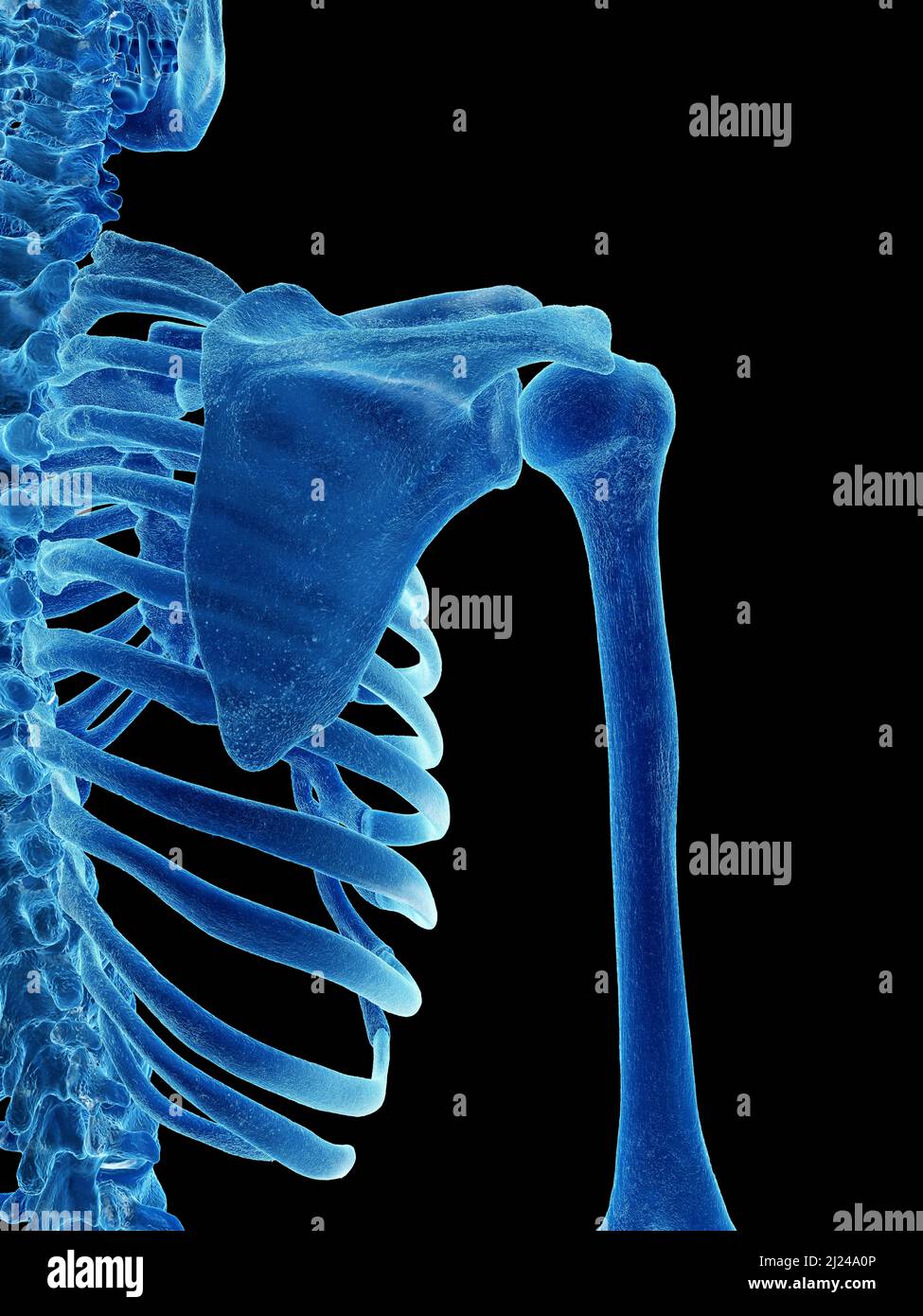 Shoulder bones, illustration Stock Photo - Alamy