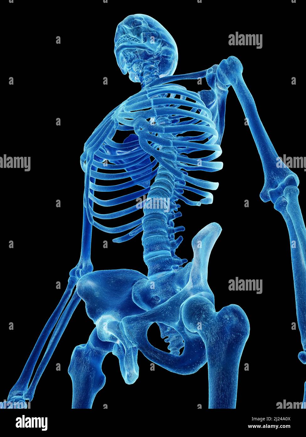 Human skeleton, illustration Stock Photo - Alamy