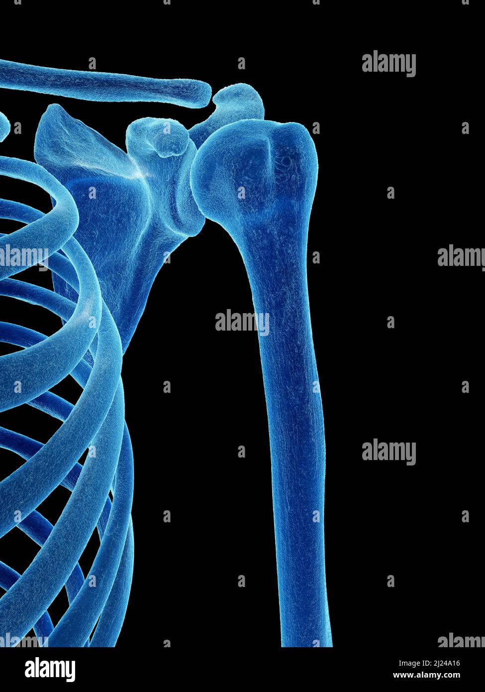 Shoulder bones, illustration Stock Photo - Alamy