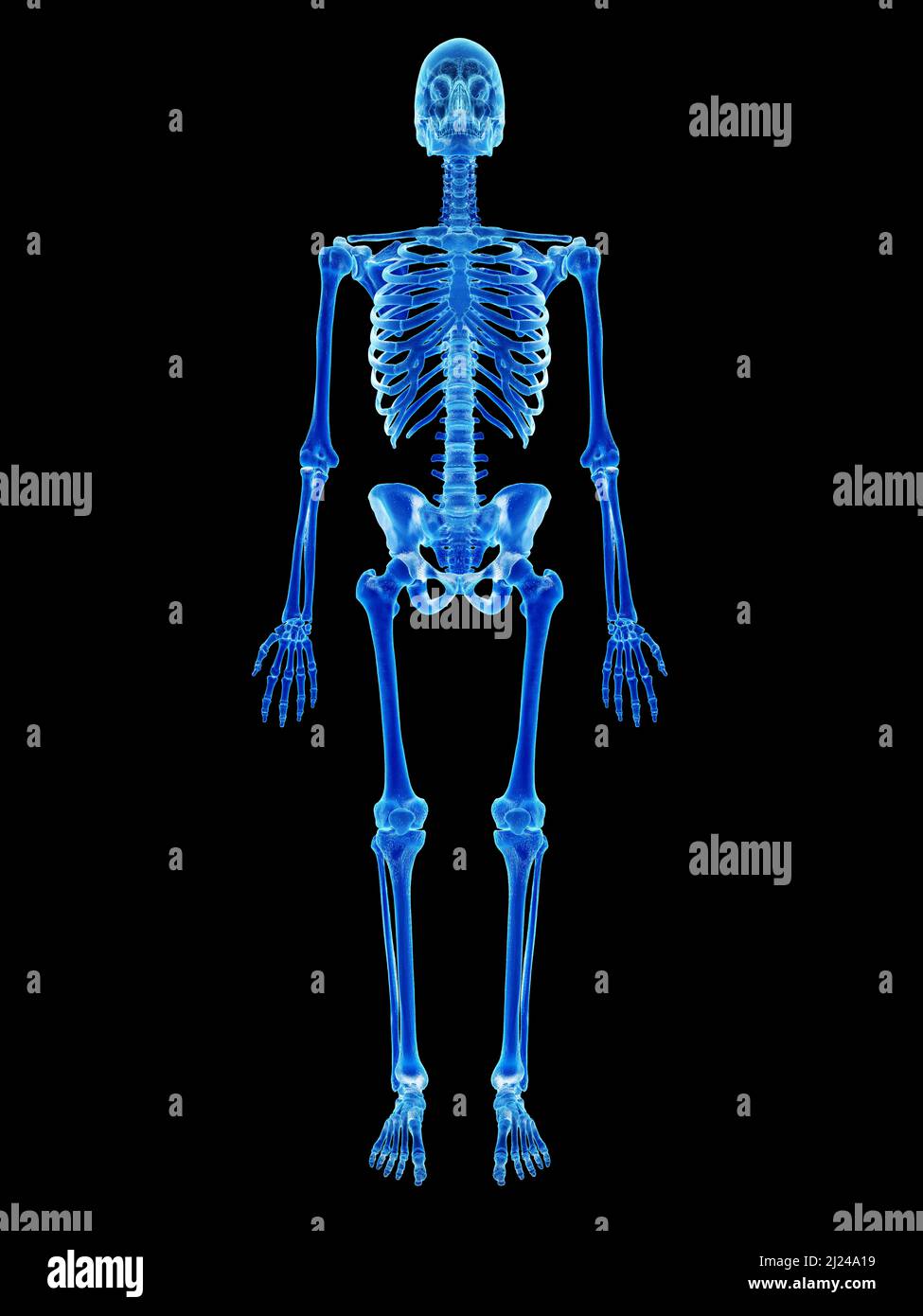 Human skeleton, illustration Stock Photo - Alamy