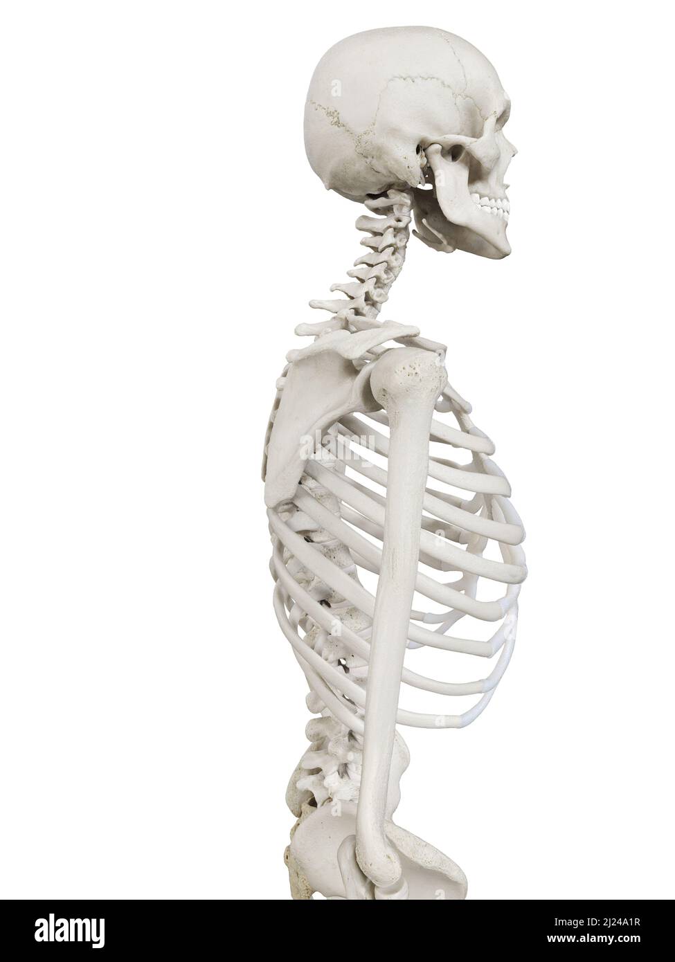 Upper body skeleton, illustration Stock Photo - Alamy