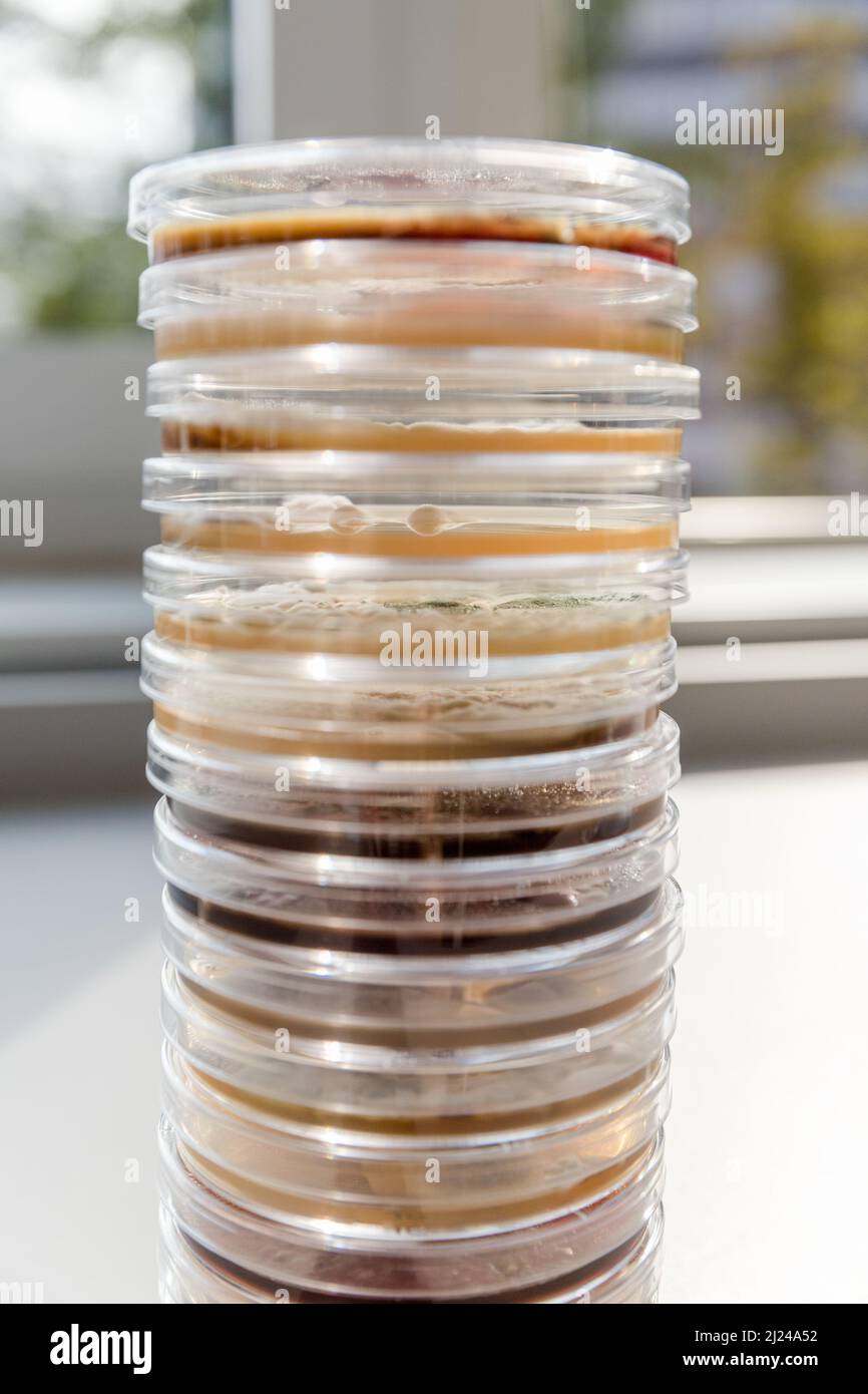 Stack of petri dishes growing environmental fungi Stock Photo - Alamy