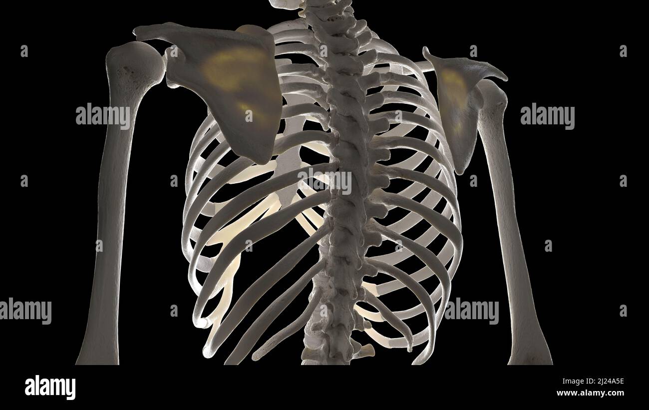 Upper body skeleton, illustration Stock Photo - Alamy