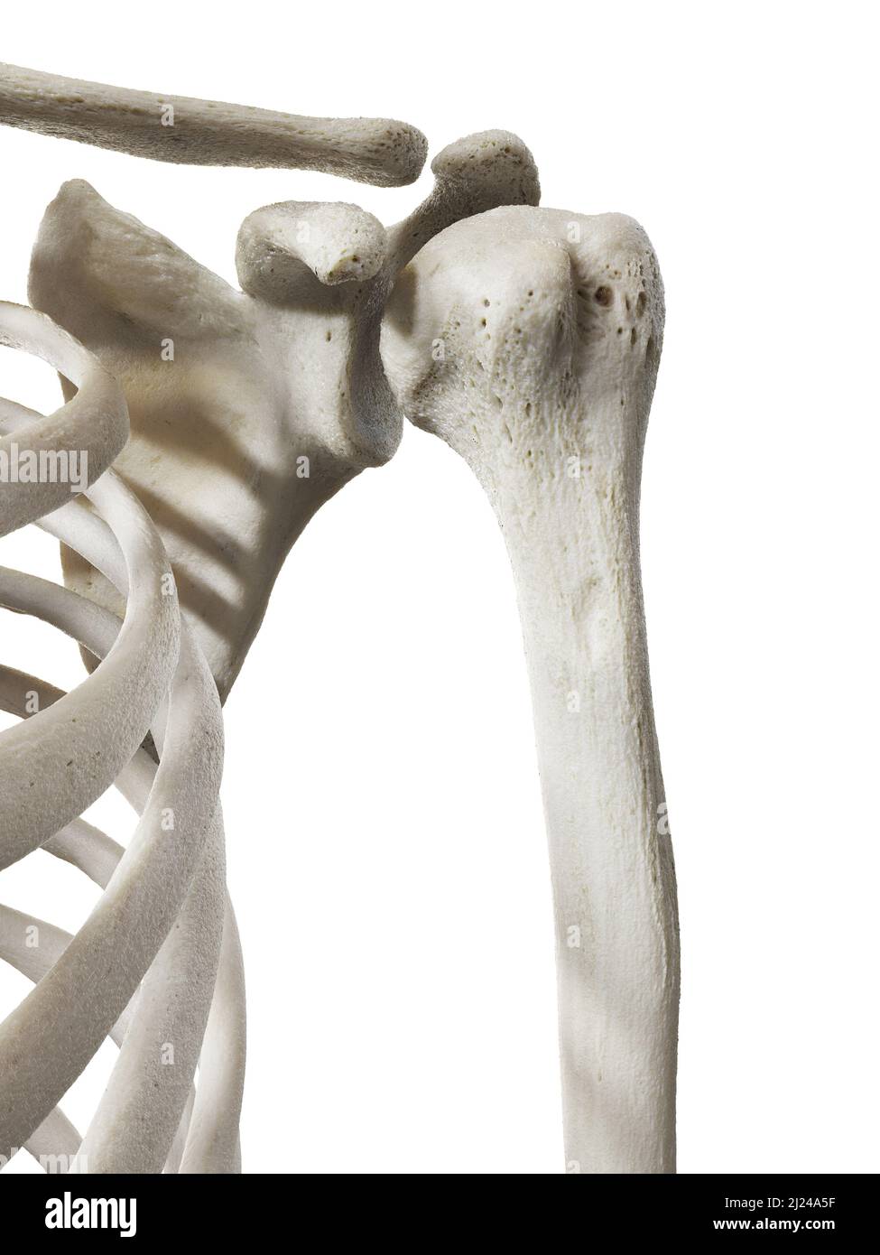 Shoulder bones, illustration Stock Photo - Alamy
