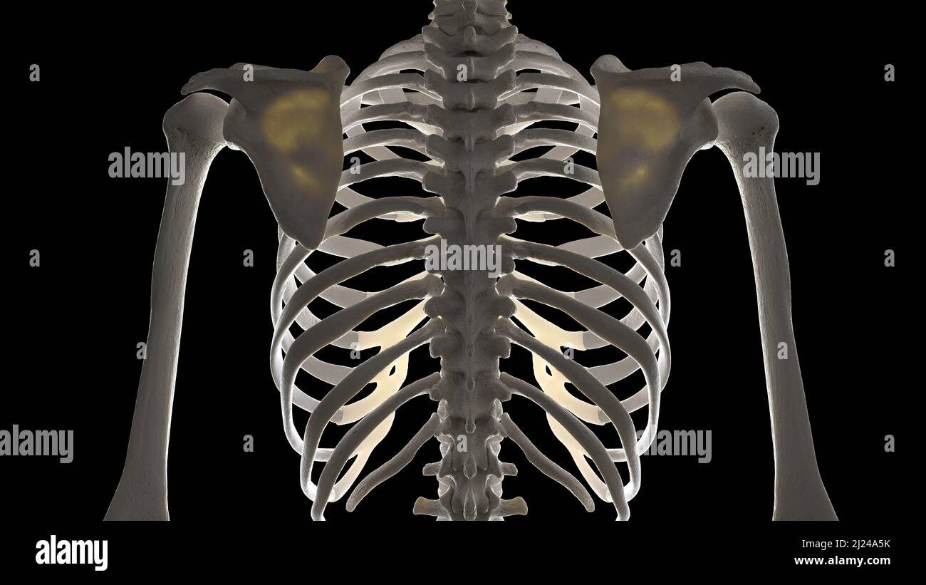 Upper body skeleton, illustration Stock Photo - Alamy
