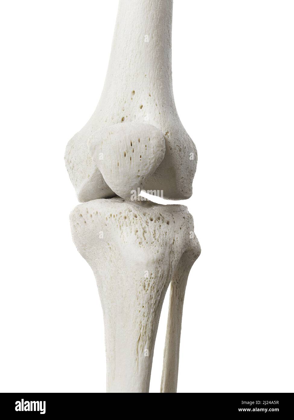Knee bones, illustration Stock Photo - Alamy