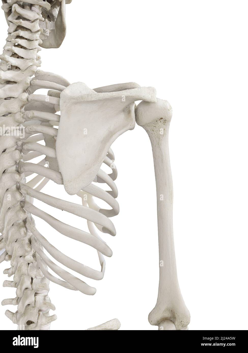 Shoulder bones, illustration Stock Photo - Alamy