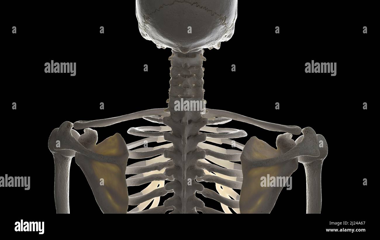 Upper body skeleton, illustration Stock Photo - Alamy