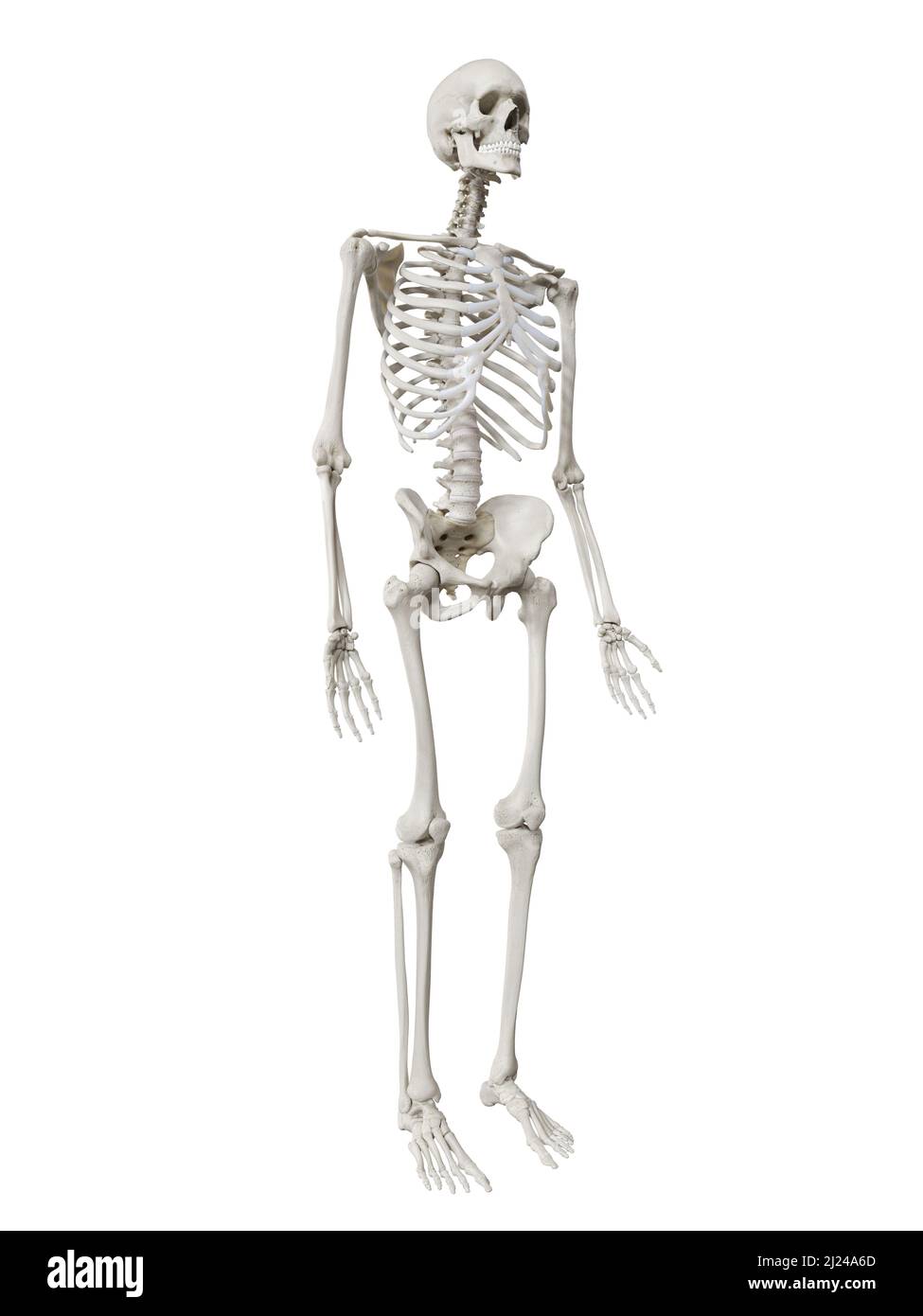Human skeleton, illustration Stock Photo - Alamy