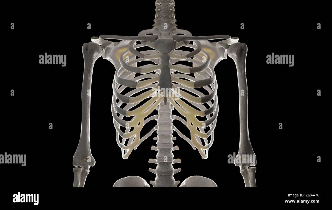 Thorax bones, illustration Stock Photo - Alamy