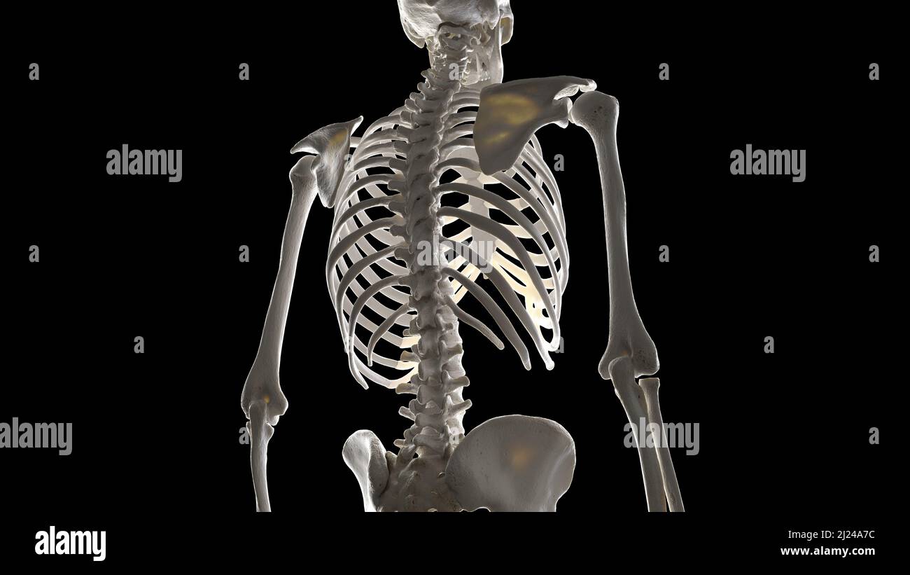 Upper body skeleton, illustration Stock Photo - Alamy