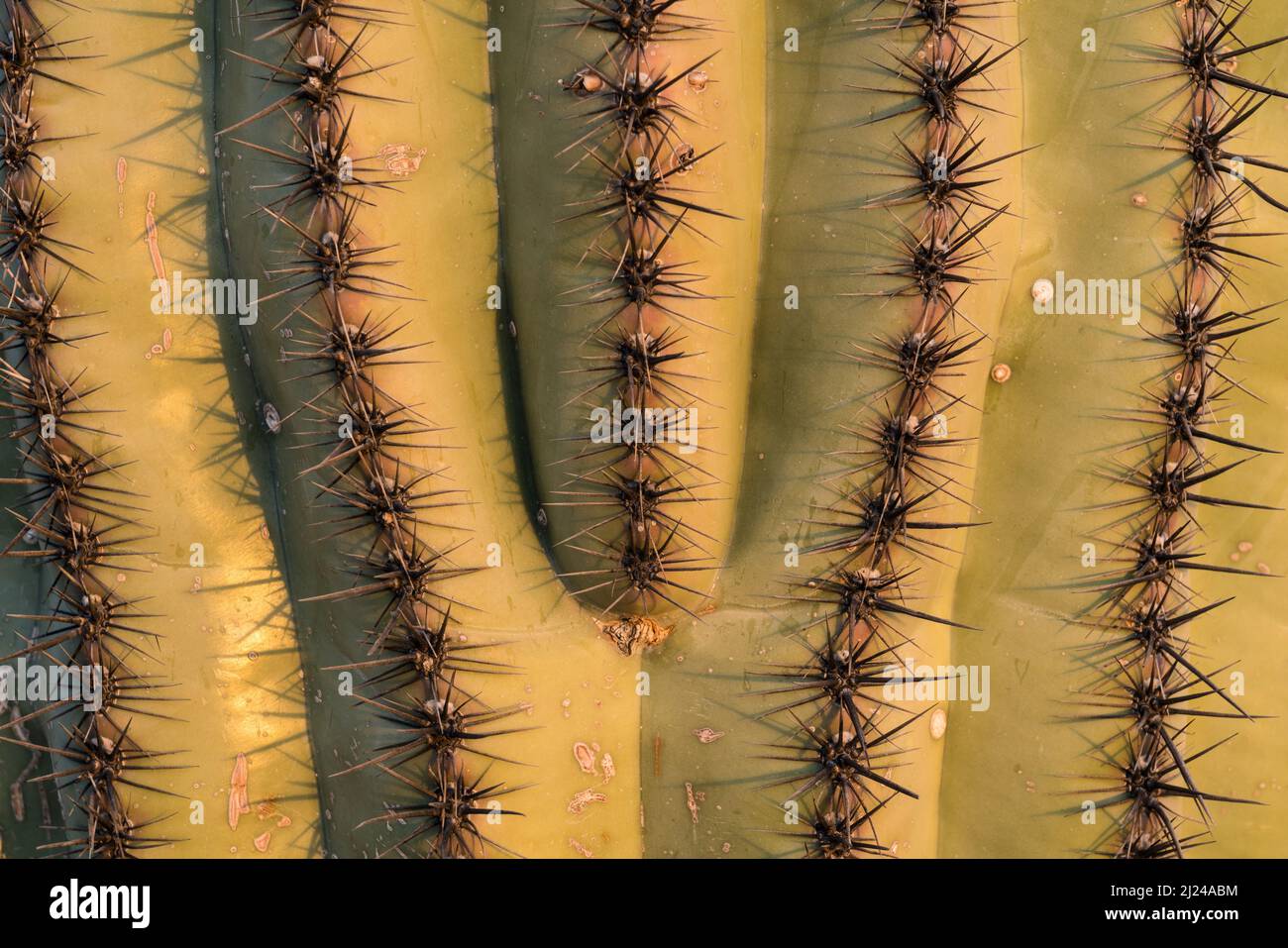Saguaro cactus spines Stock Photo - Alamy