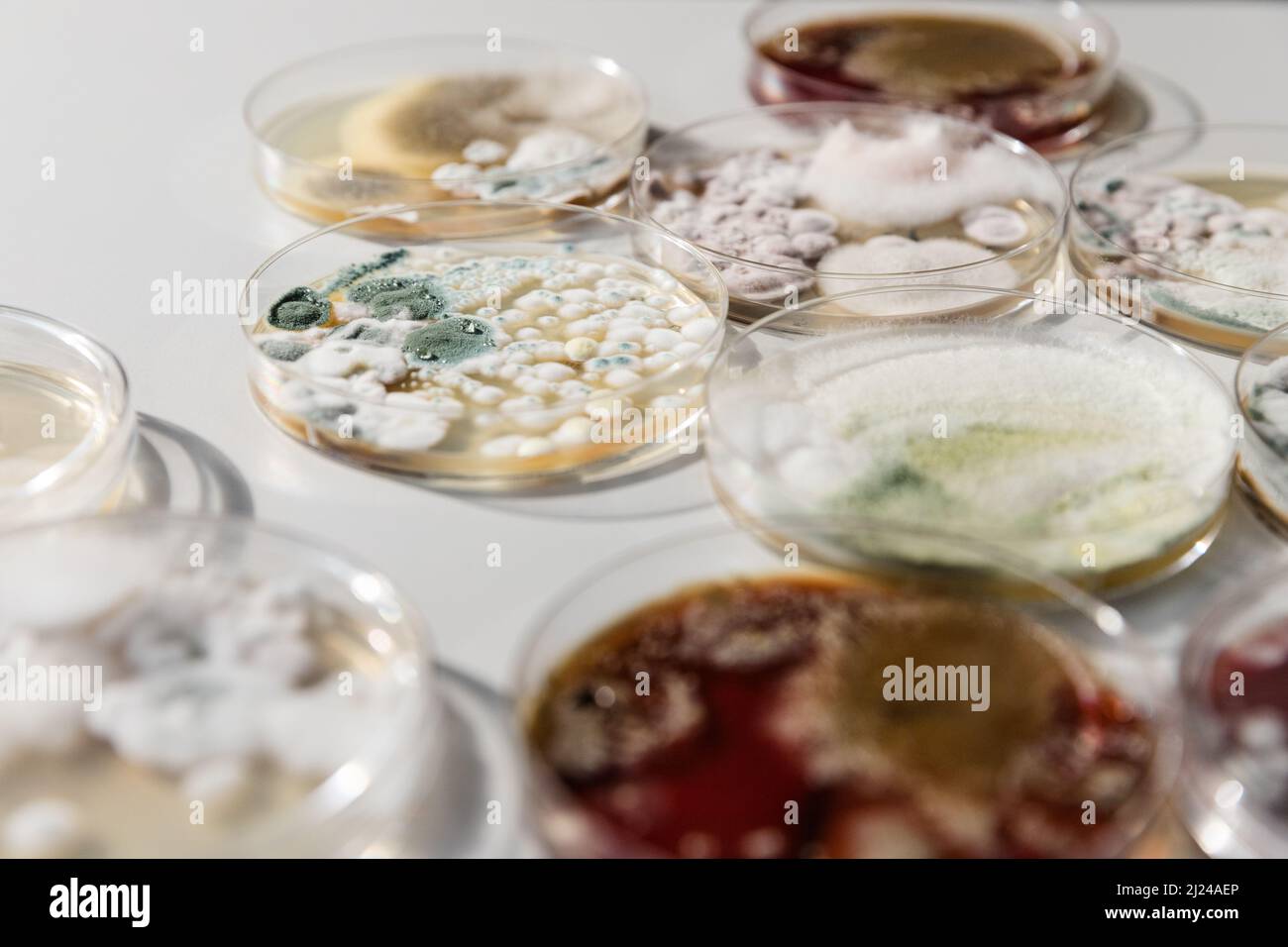 Environmental fungi and bacteria growing in petri dishes Stock Photo ...