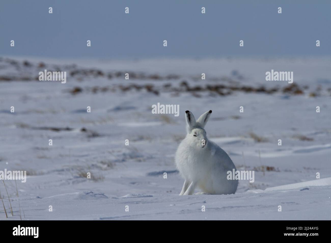 Arctic hare, Lepus arcticus, sitting on snow with ears pointing up and ...