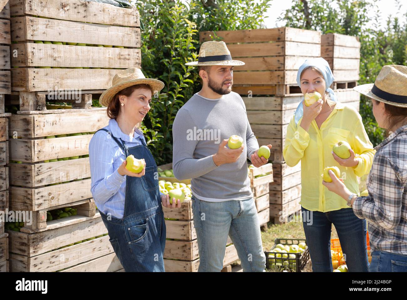 Cheerful team eating apples after harvesting in the garden Stock Photo ...