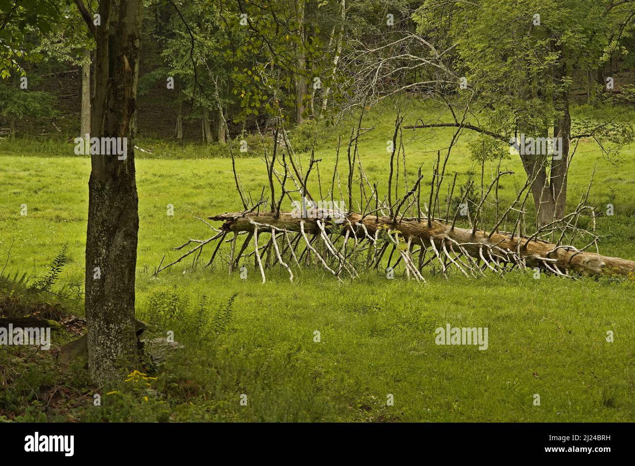 A fallen, decaying tree shows an artful pattern of splayed branches ...