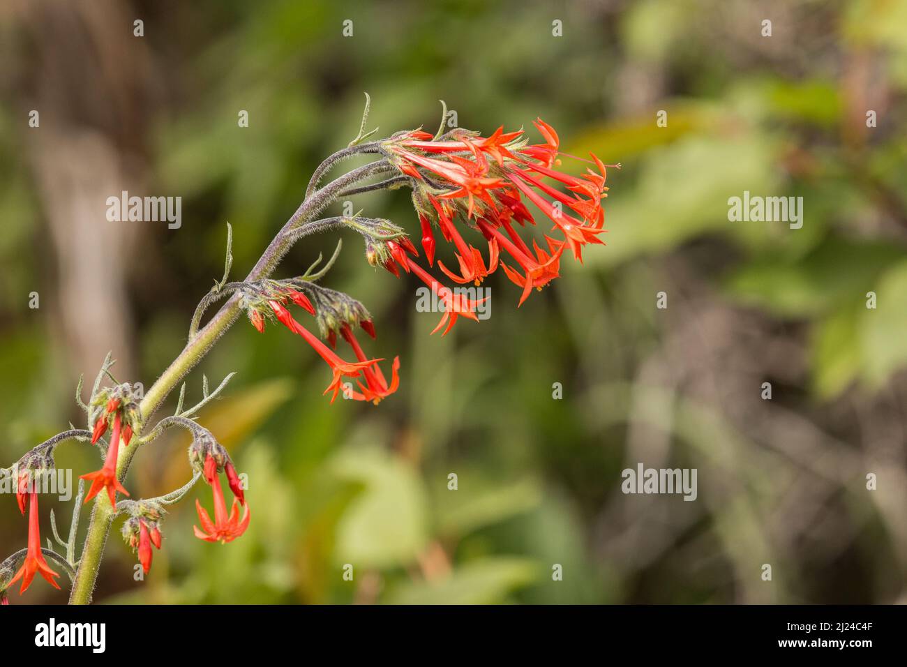 Scarlet gilia ipomopsis aggregata hi-res stock photography and images - Alamy