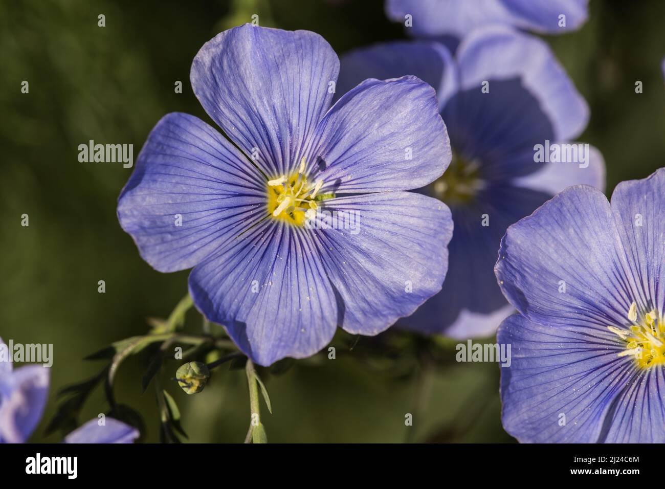 Plant flax blue flower hi-res stock photography and images - Alamy