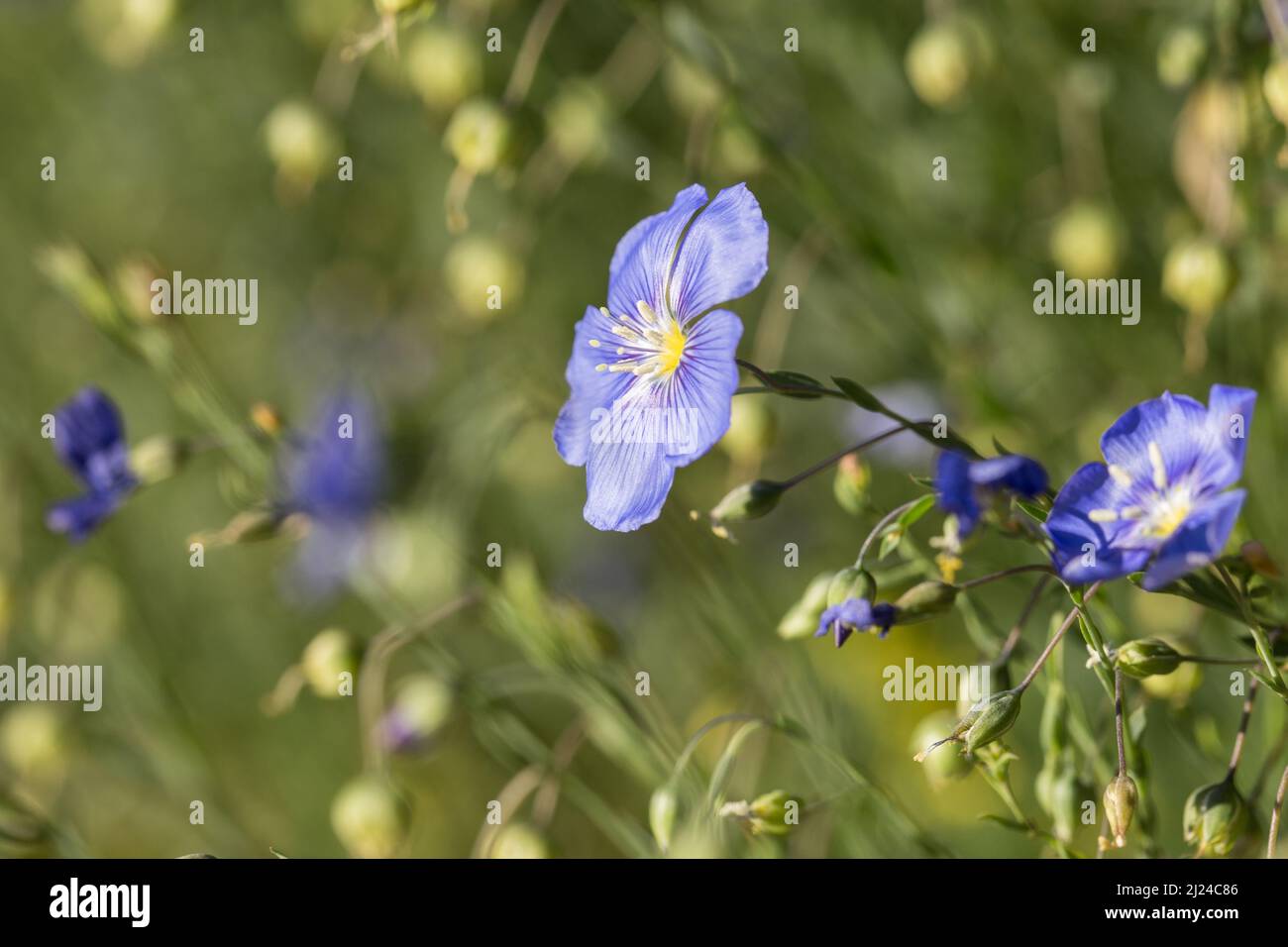 Blue Flax Flowers Stock Photo - Alamy