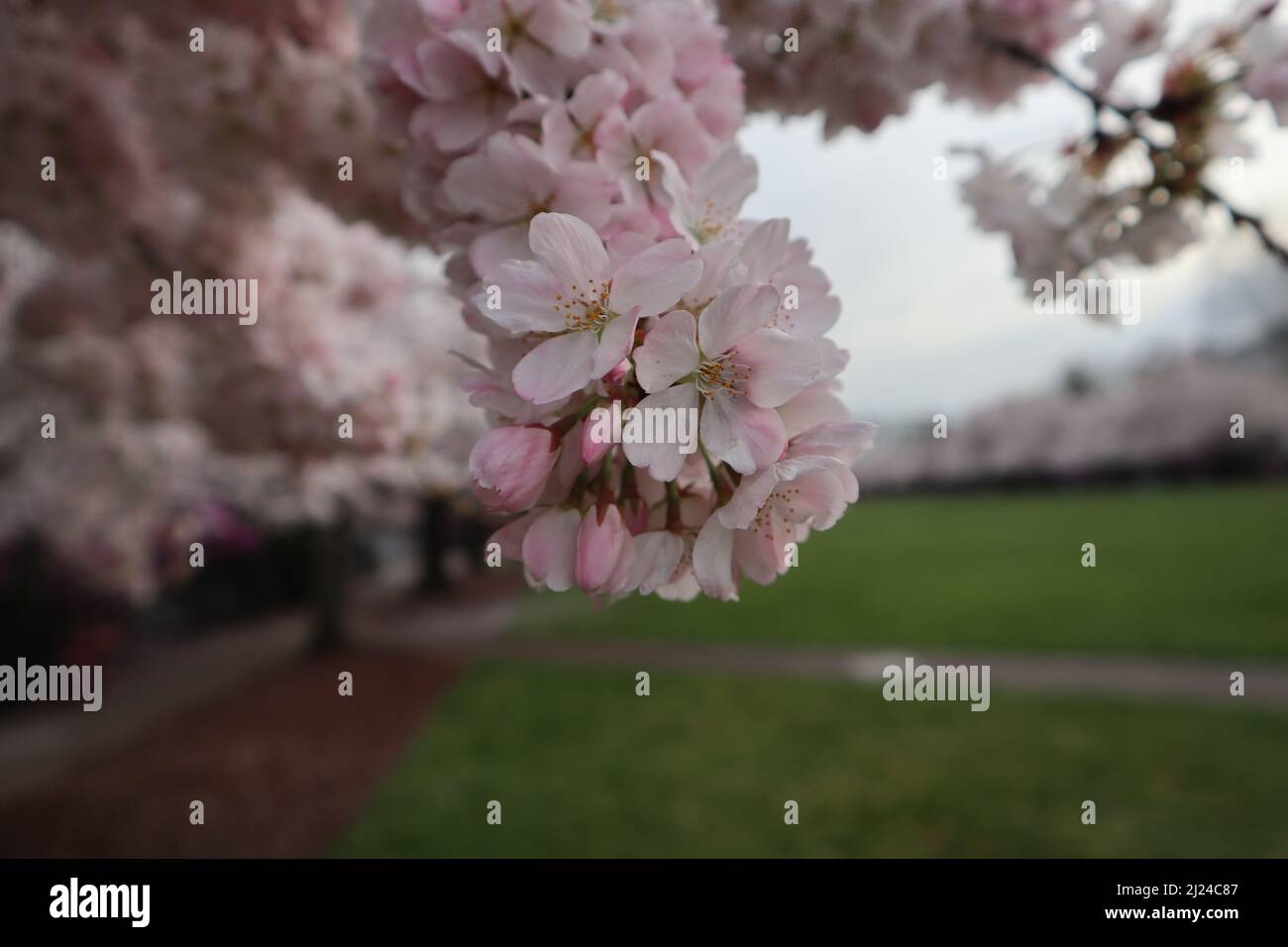 A cherry blossom at the Oregon state capitol grounds Stock Photo - Alamy