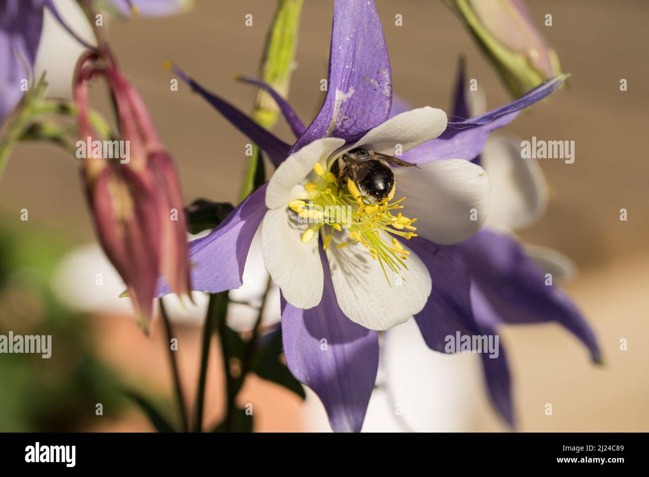 Columbine flower pollinator hi-res stock photography and images - Alamy