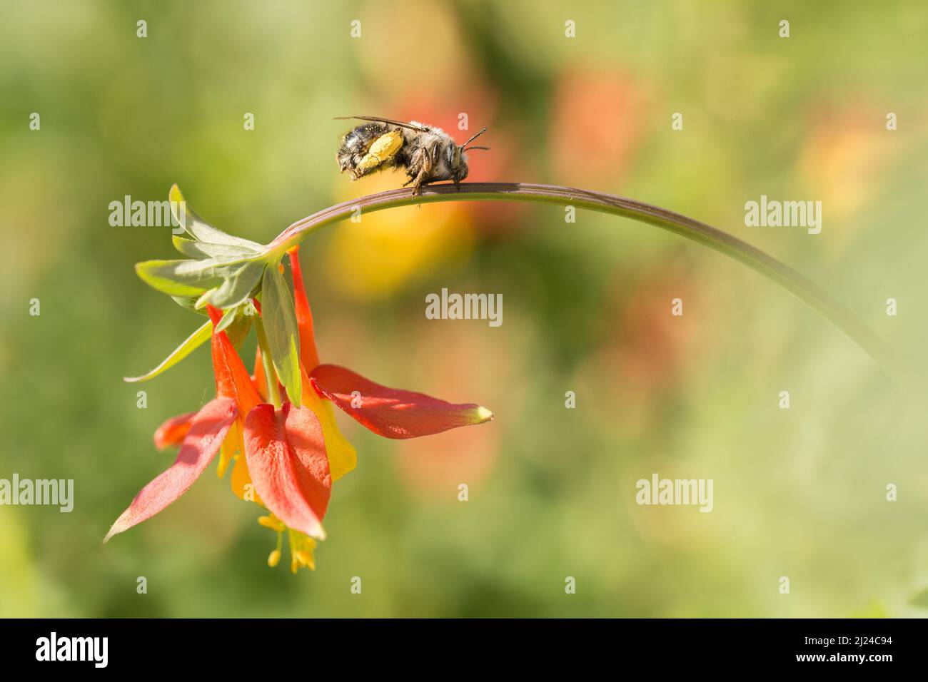 Insect pollinating plant hi-res stock photography and images - Alamy