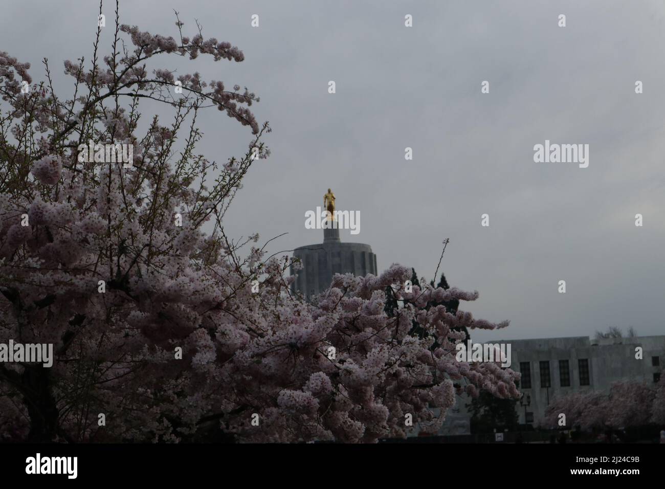 Oregon cherry hi-res stock photography and images - Alamy