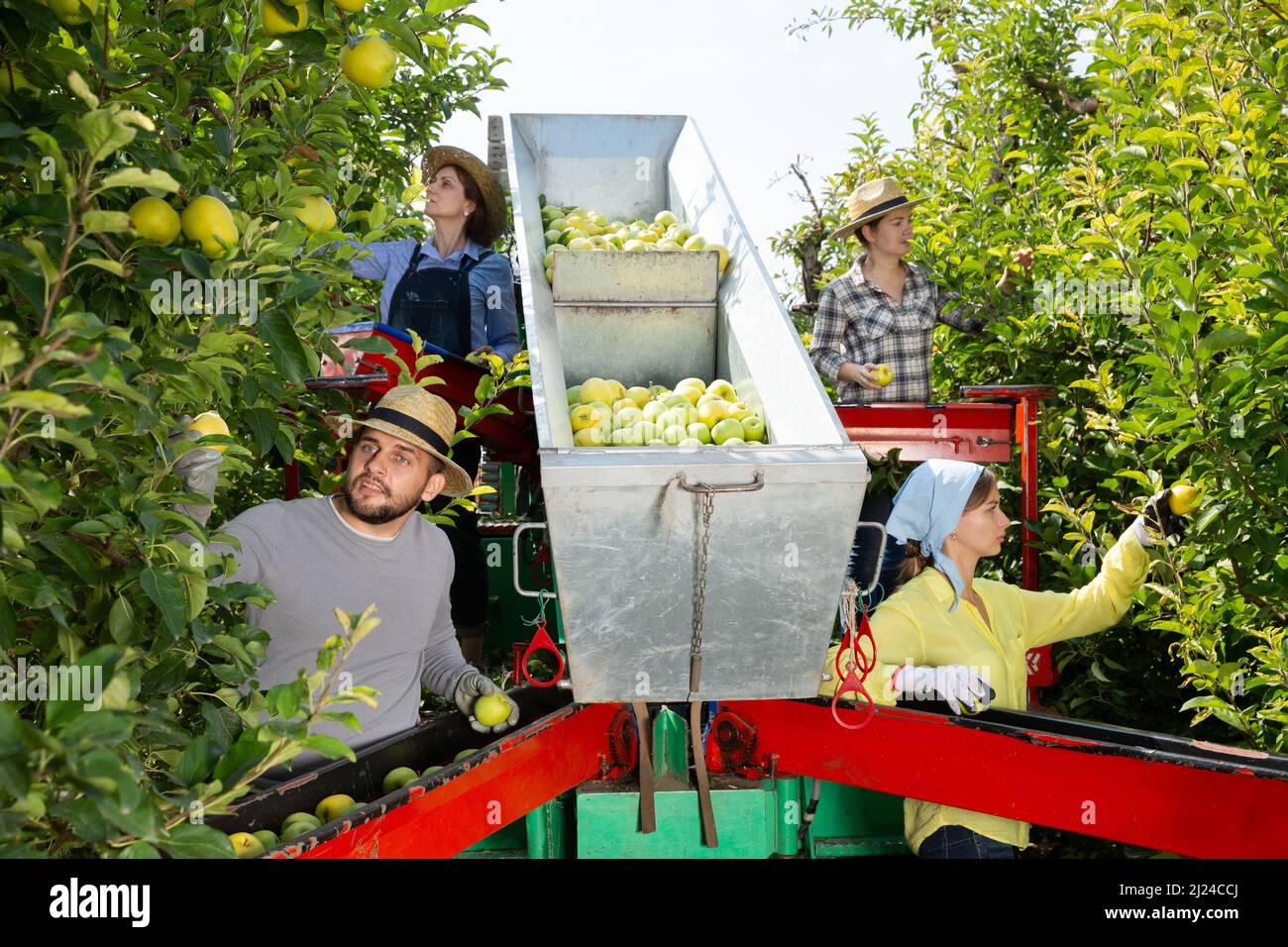 Team of workers harvest apples from trees in a sorting platform Stock ...