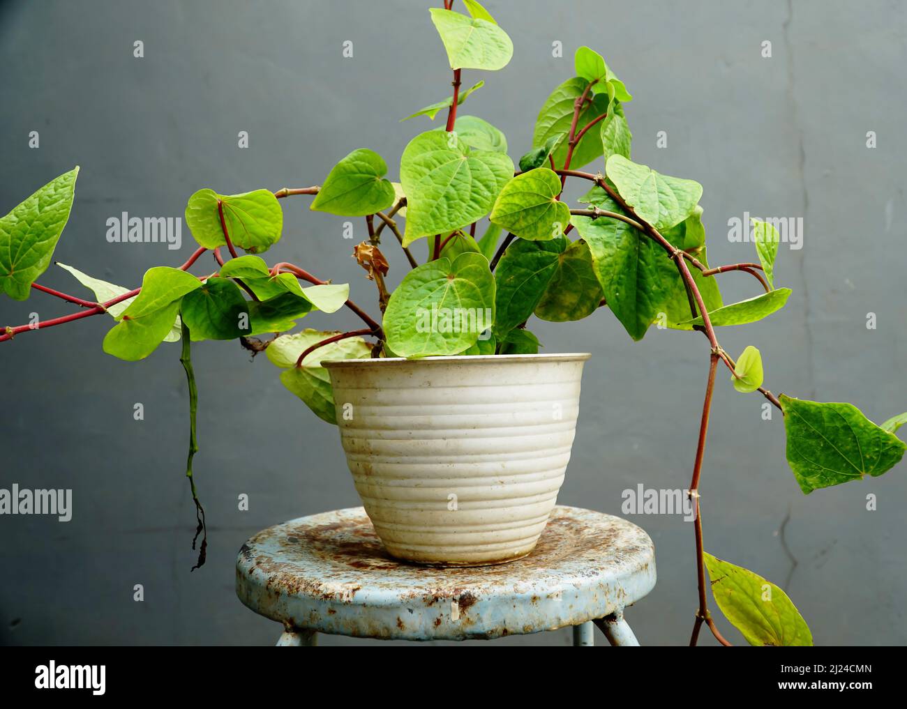 betel vines in white pot with branches dangling Stock Photo - Alamy