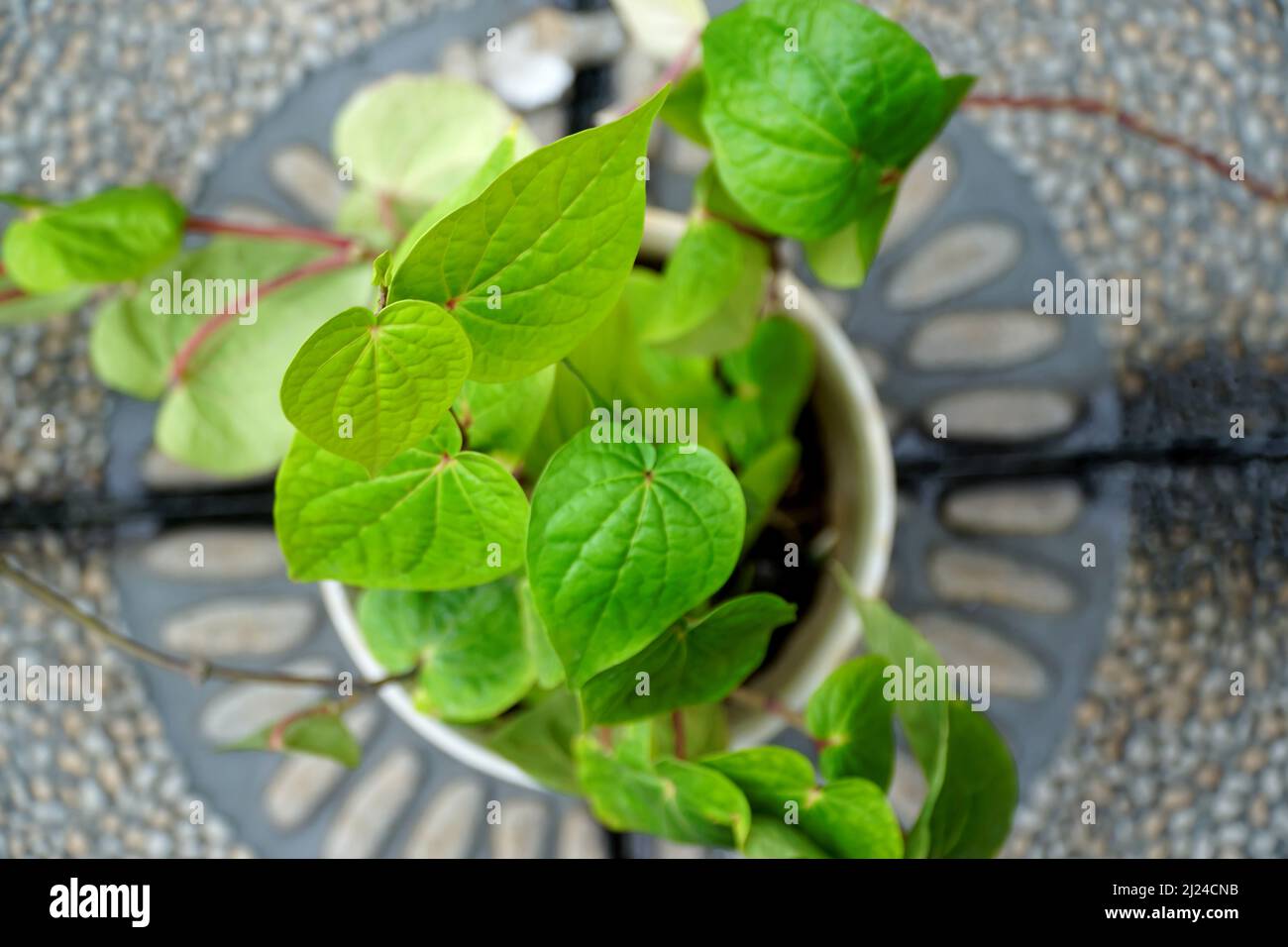 Betel vines hi-res stock photography and images - Alamy