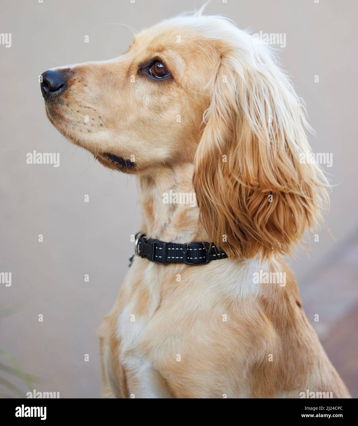 Cocker spaniel puppy sitting hi-res stock photography and images - Alamy