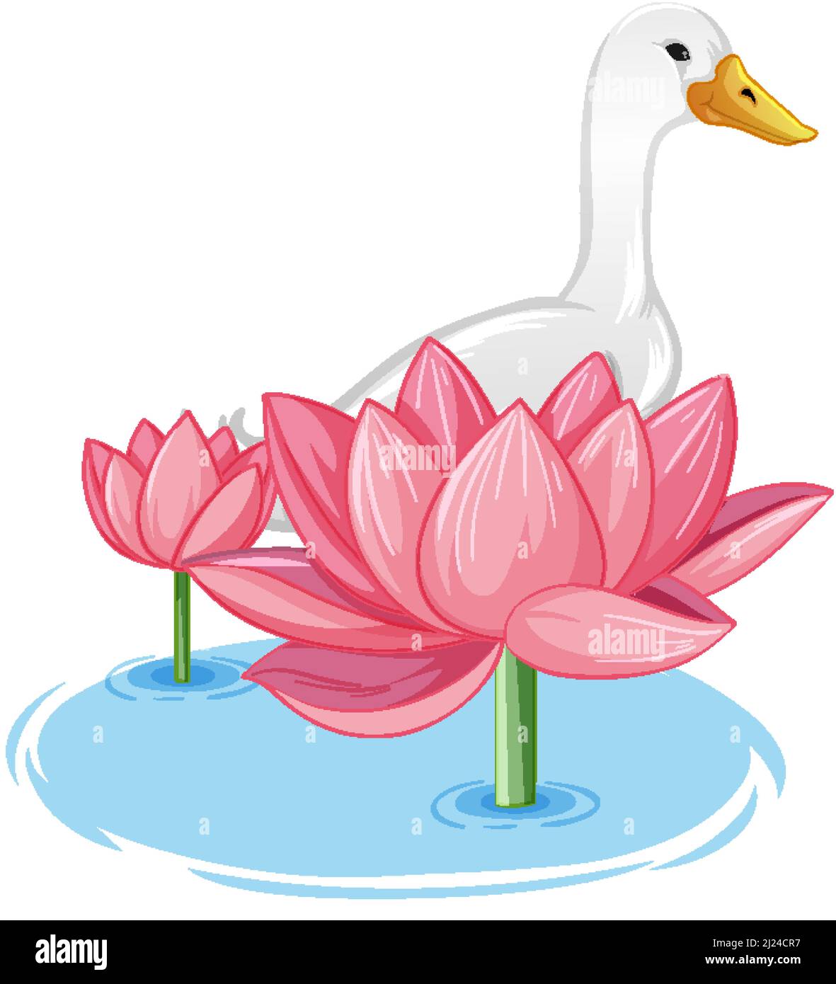 A duck behind lotus flower on white background illustration Stock ...
