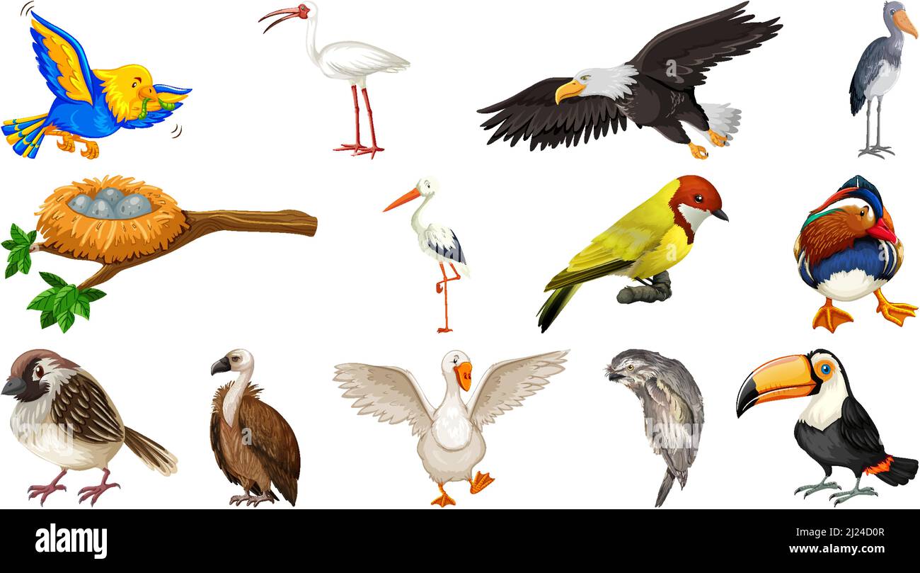 Different kinds of birds collection illustration Stock Vector Image ...