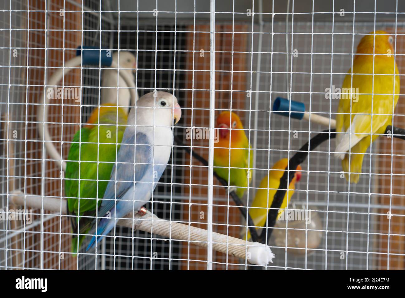 groups of colorful lovebirds in cage Stock Photo - Alamy
