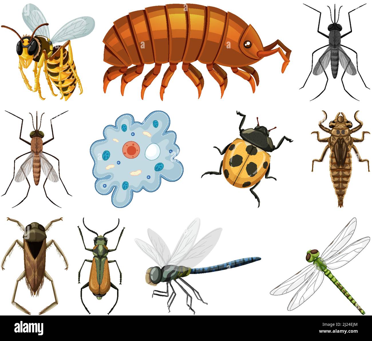 Different kinds of insects and animals on white background illustration ...
