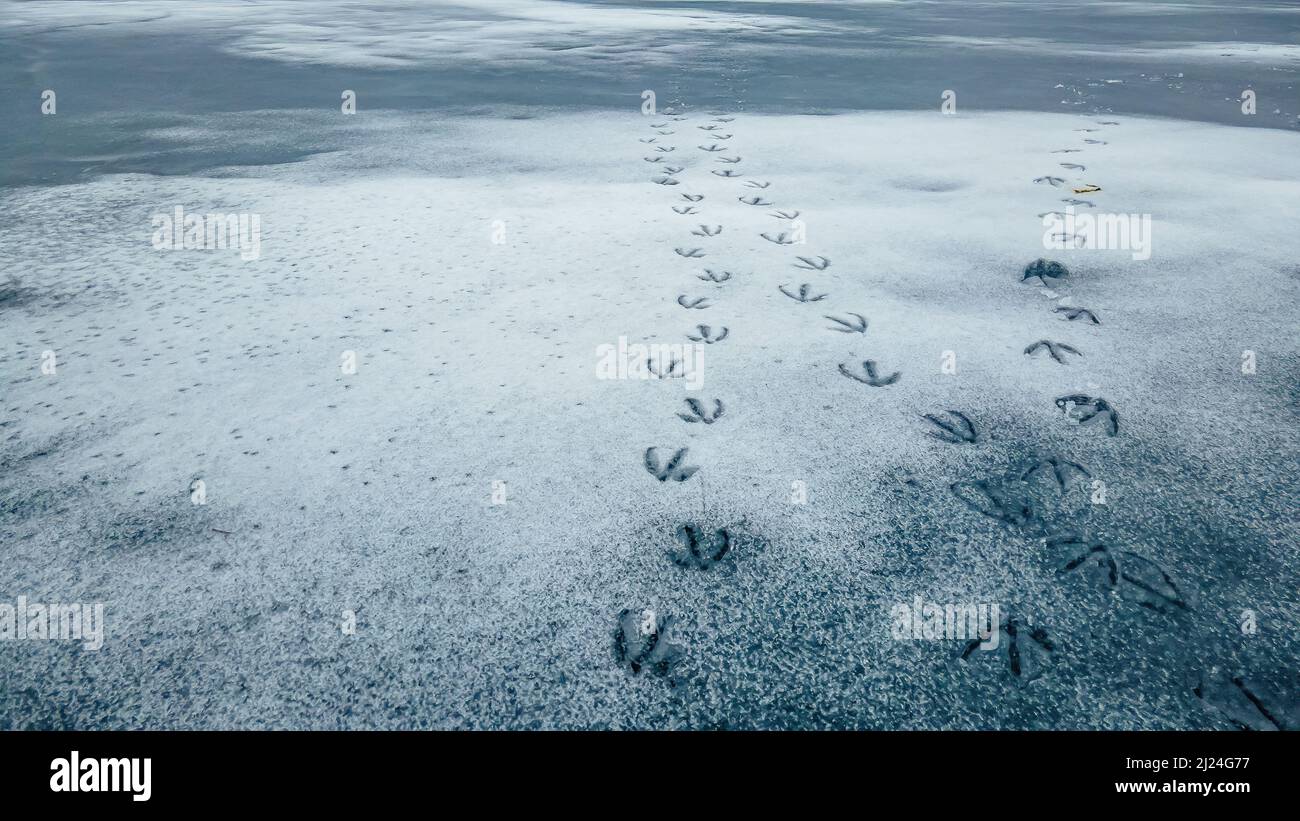 Waterfowl tracks hi-res stock photography and images - Alamy