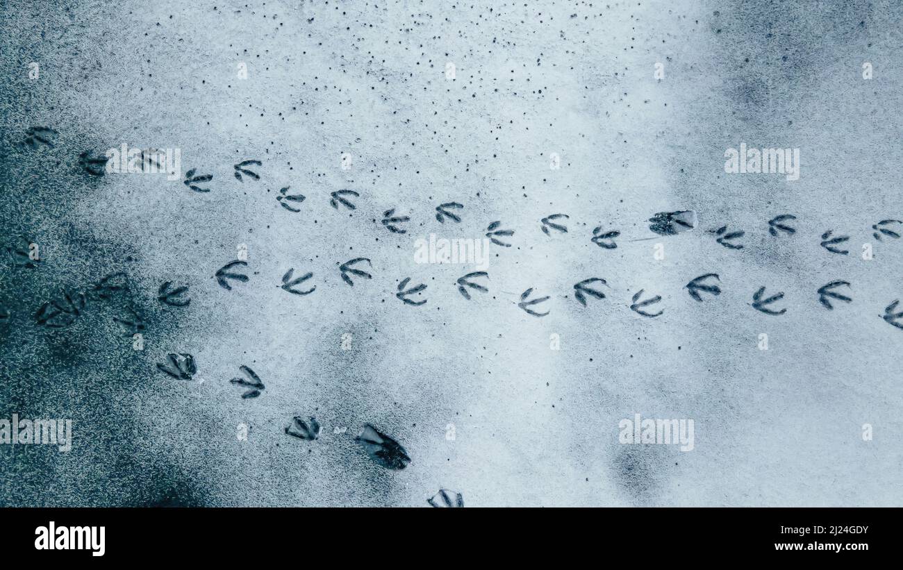 Tracks into the distance on the pond of wood ducks Stock Photo - Alamy