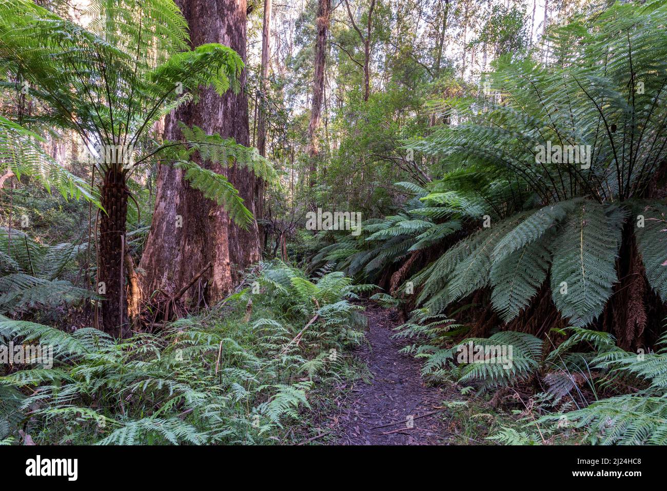 Lush forest vegetation of the Myrtle Gully Circuit, an 8-kilometre loop ...