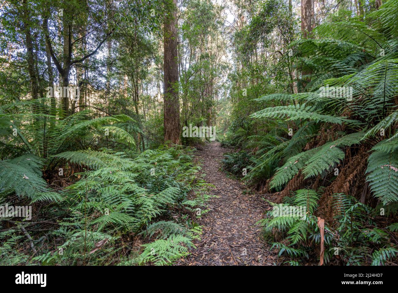Lush forest vegetation of the Myrtle Gully Circuit, an 8-kilometre loop ...