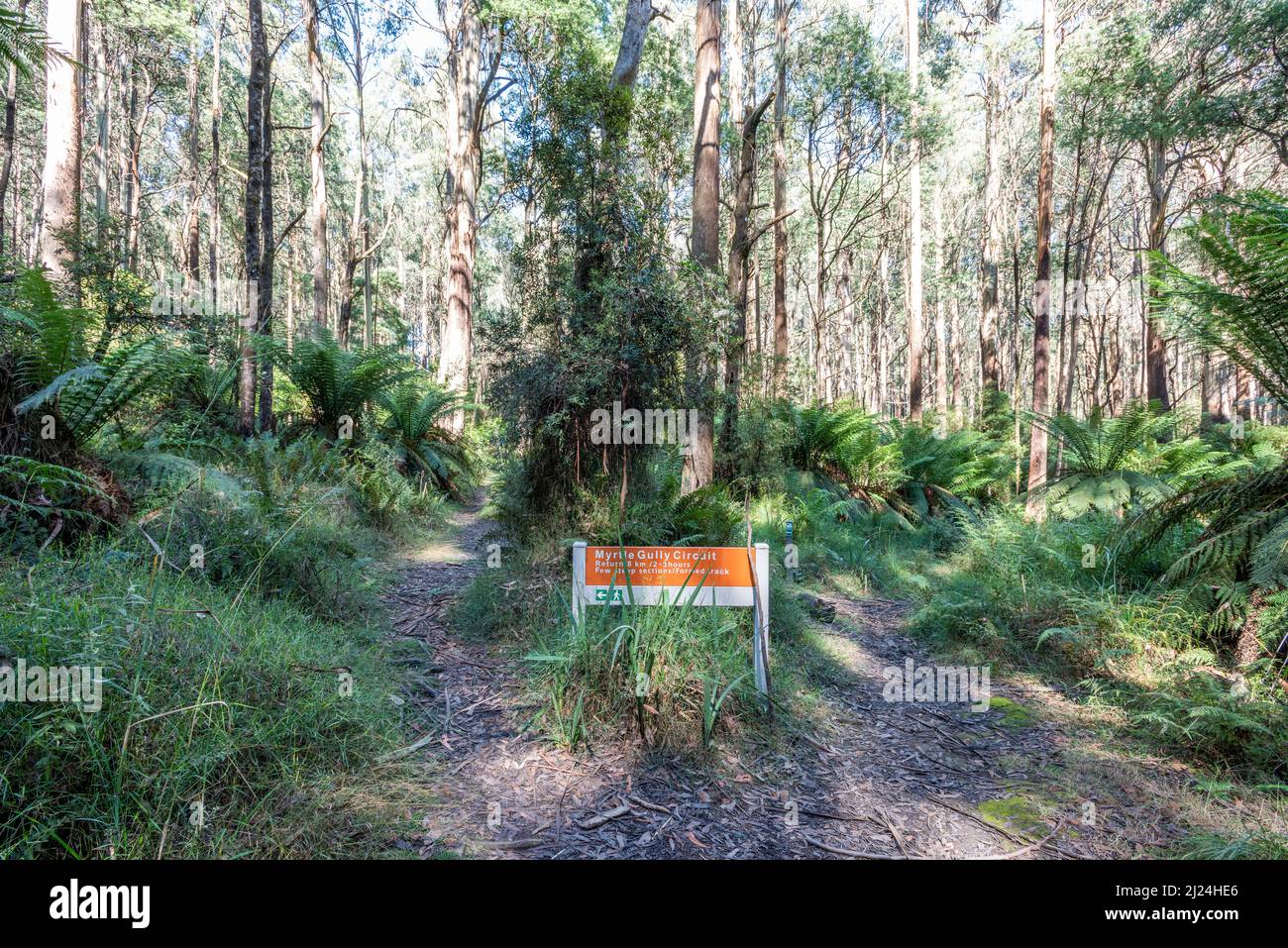 Lush forest vegetation of the Myrtle Gully Circuit, an 8-kilometre loop ...